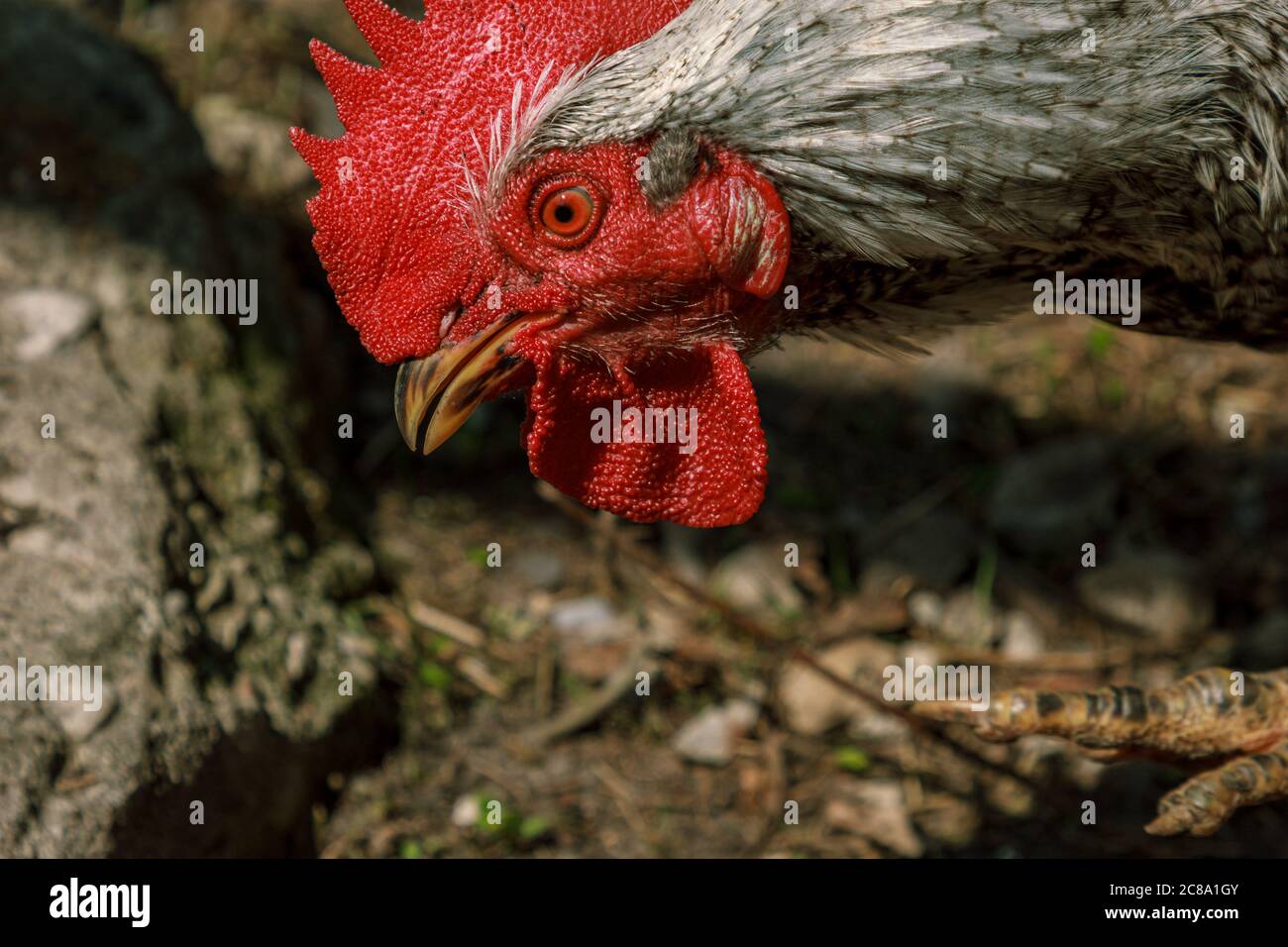Farm living bird rooster scrape the beard, head portrait, beak and ...
