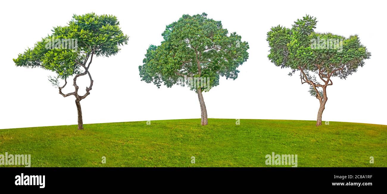 Three tree isolated on white background Stock Photo - Alamy