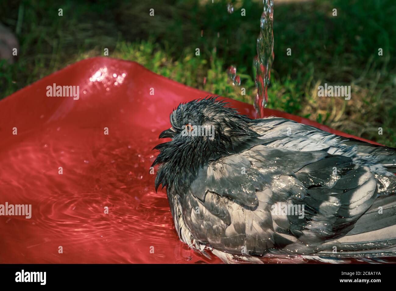 Bird washing hi-res stock photography and images - Alamy