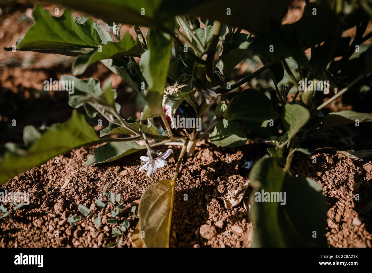 Photo session of a farmer growing organic food in her garden Stock ...