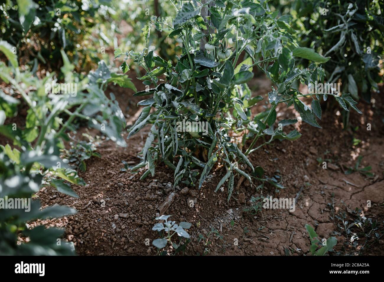 Photo session of a farmer growing organic food in her garden Stock ...