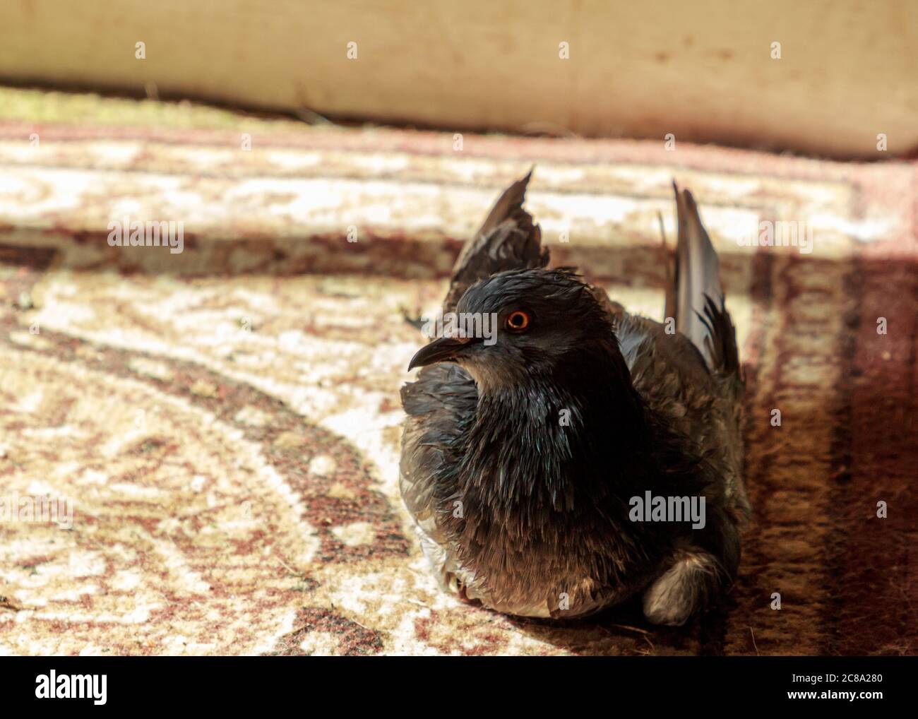 Accustomed hi-res stock photography and images - Alamy