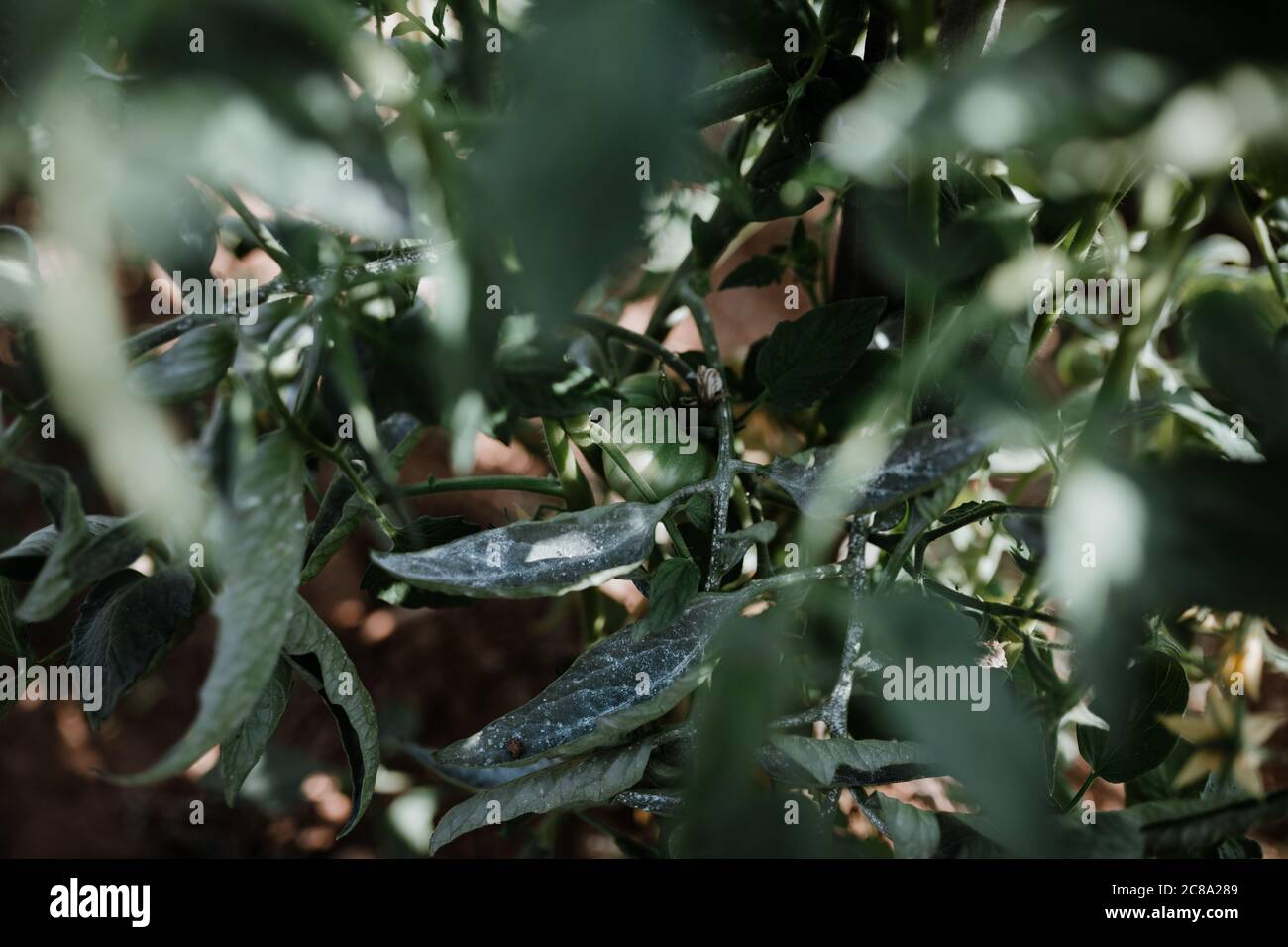 Photo session of a farmer growing organic food in her garden Stock ...