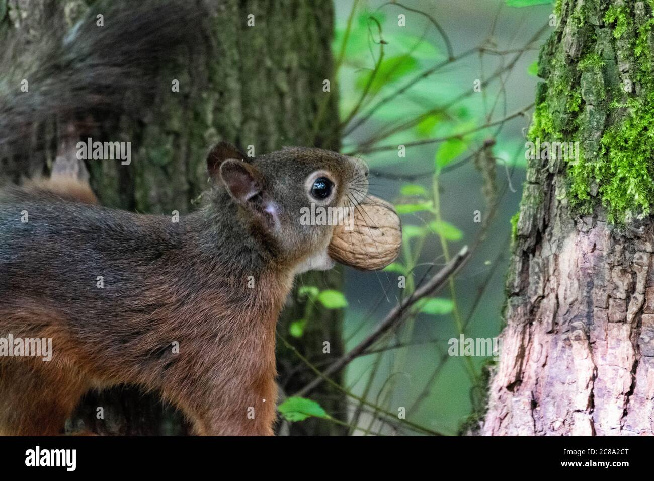 Sciurus vulgaris eating nut hi-res stock photography and images - Alamy