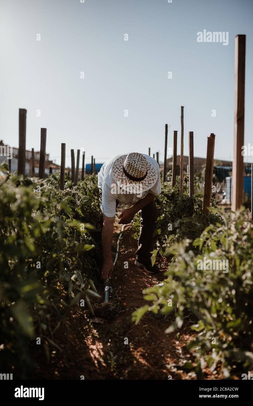 Photo session of a farmer growing organic food in her garden Stock ...