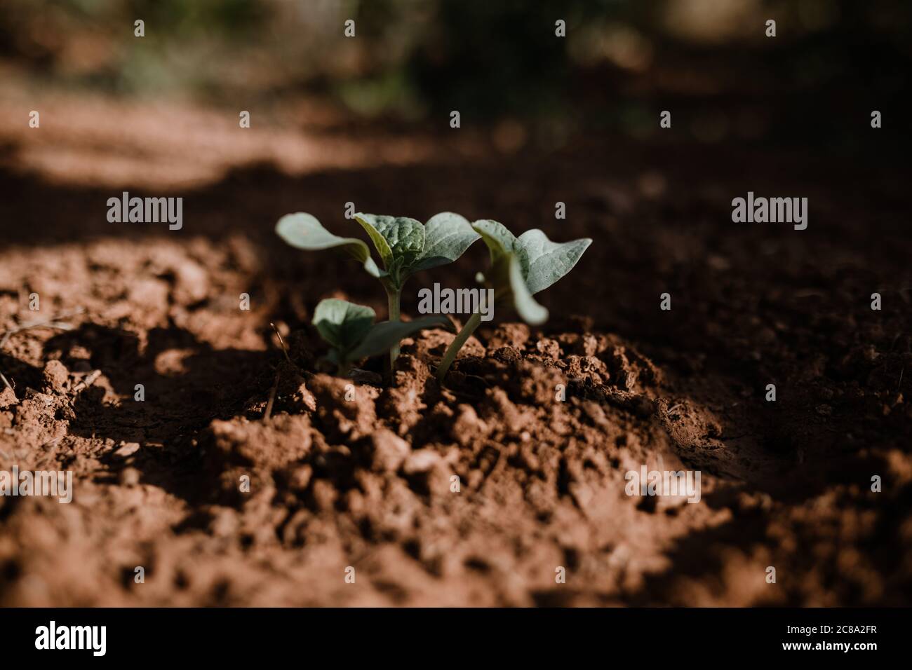 Photo session of a farmer growing organic food in her garden Stock ...