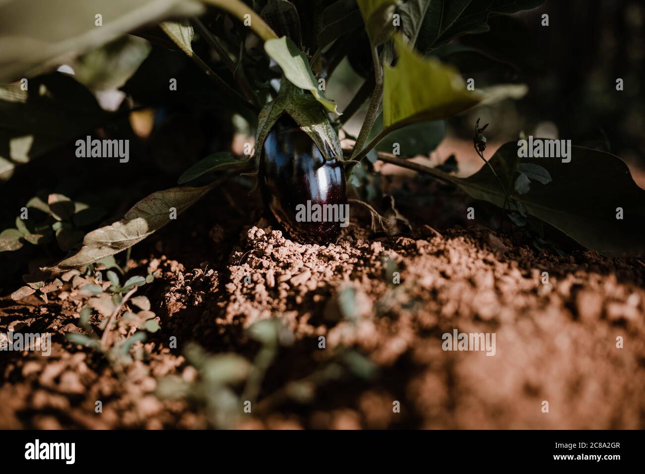 Photo session of a farmer growing organic food in her garden Stock ...