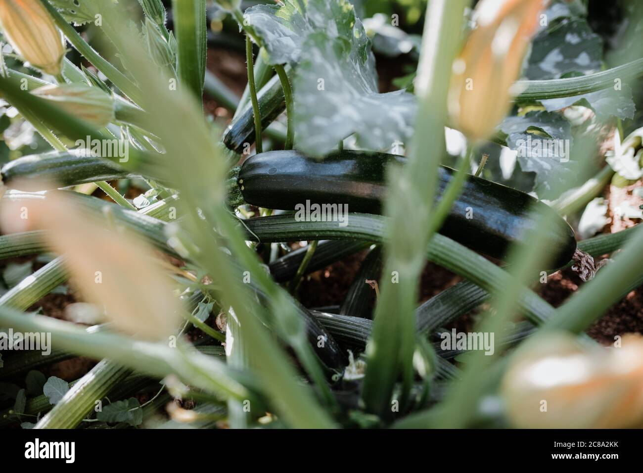 Photo session of a farmer growing organic food in her garden Stock ...