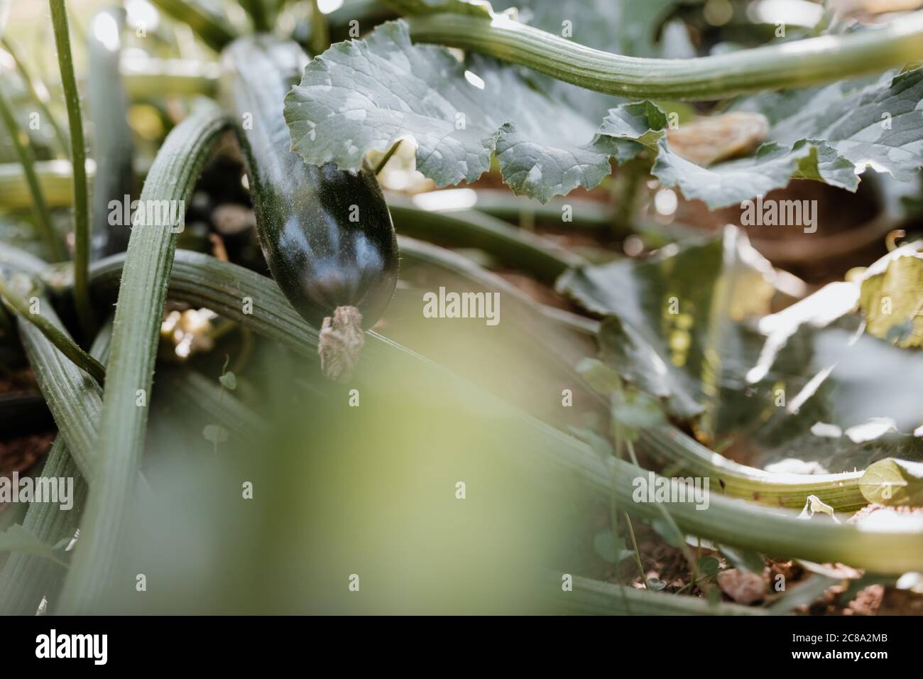 Photo session of a farmer growing organic food in her garden Stock ...