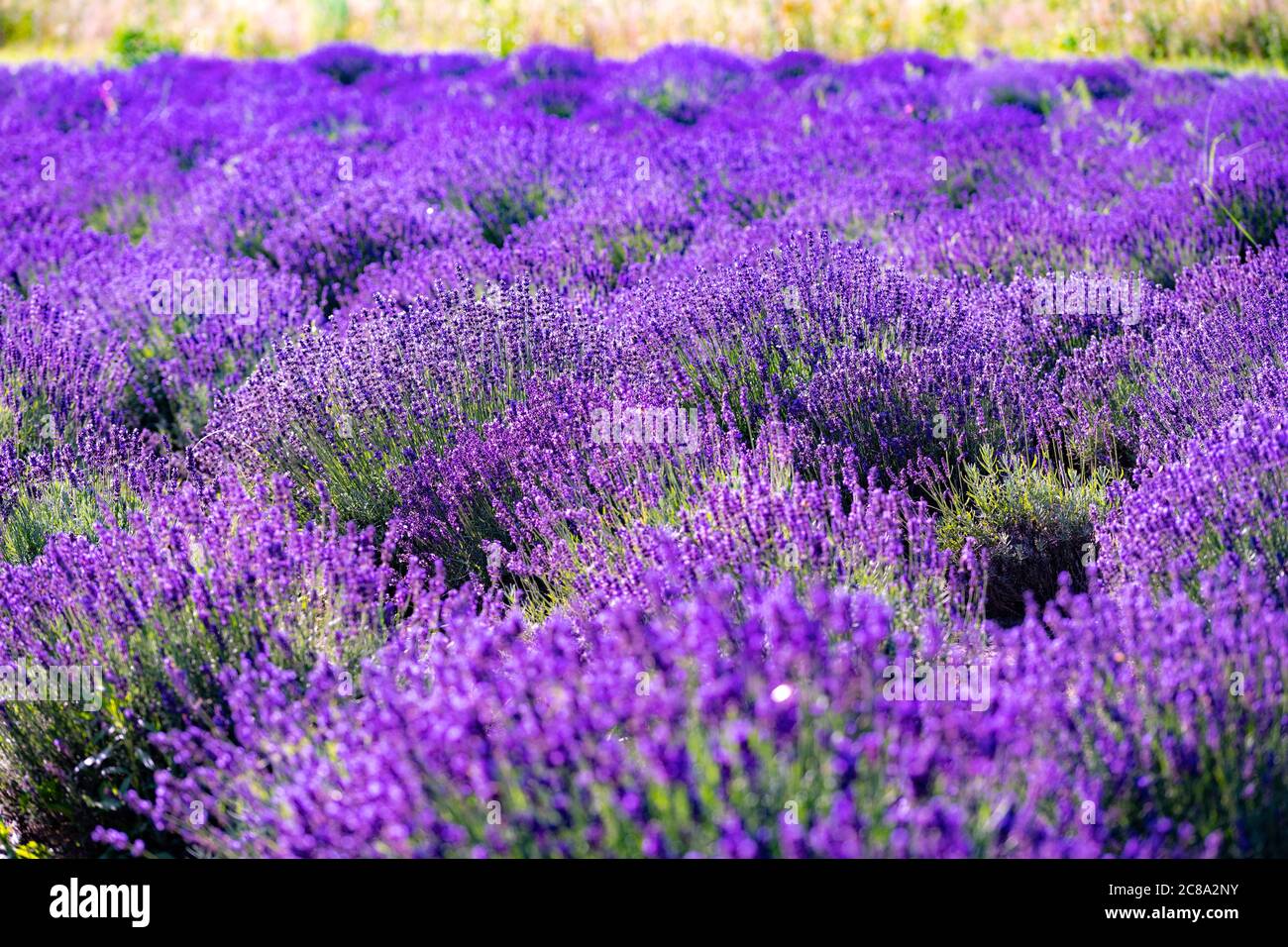 Levender flower hi-res stock photography and images - Alamy