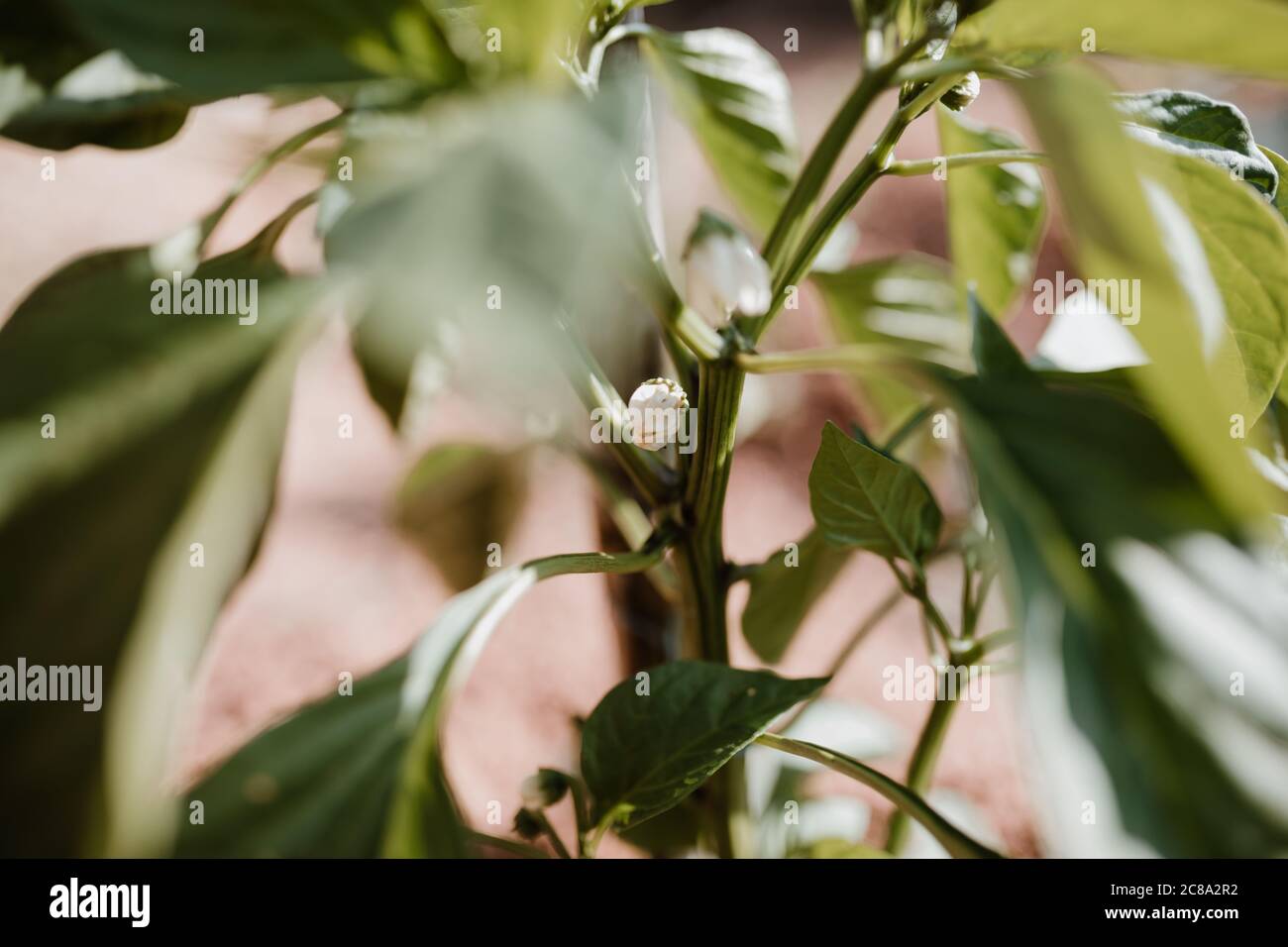 Photo session of a farmer growing organic food in her garden Stock ...