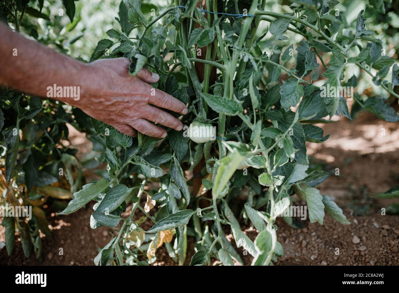 Photo session of a farmer growing organic food in her garden Stock ...