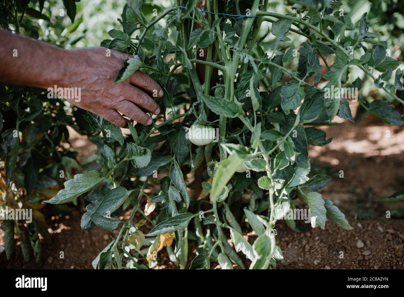 Photo session of a farmer growing organic food in her garden Stock ...