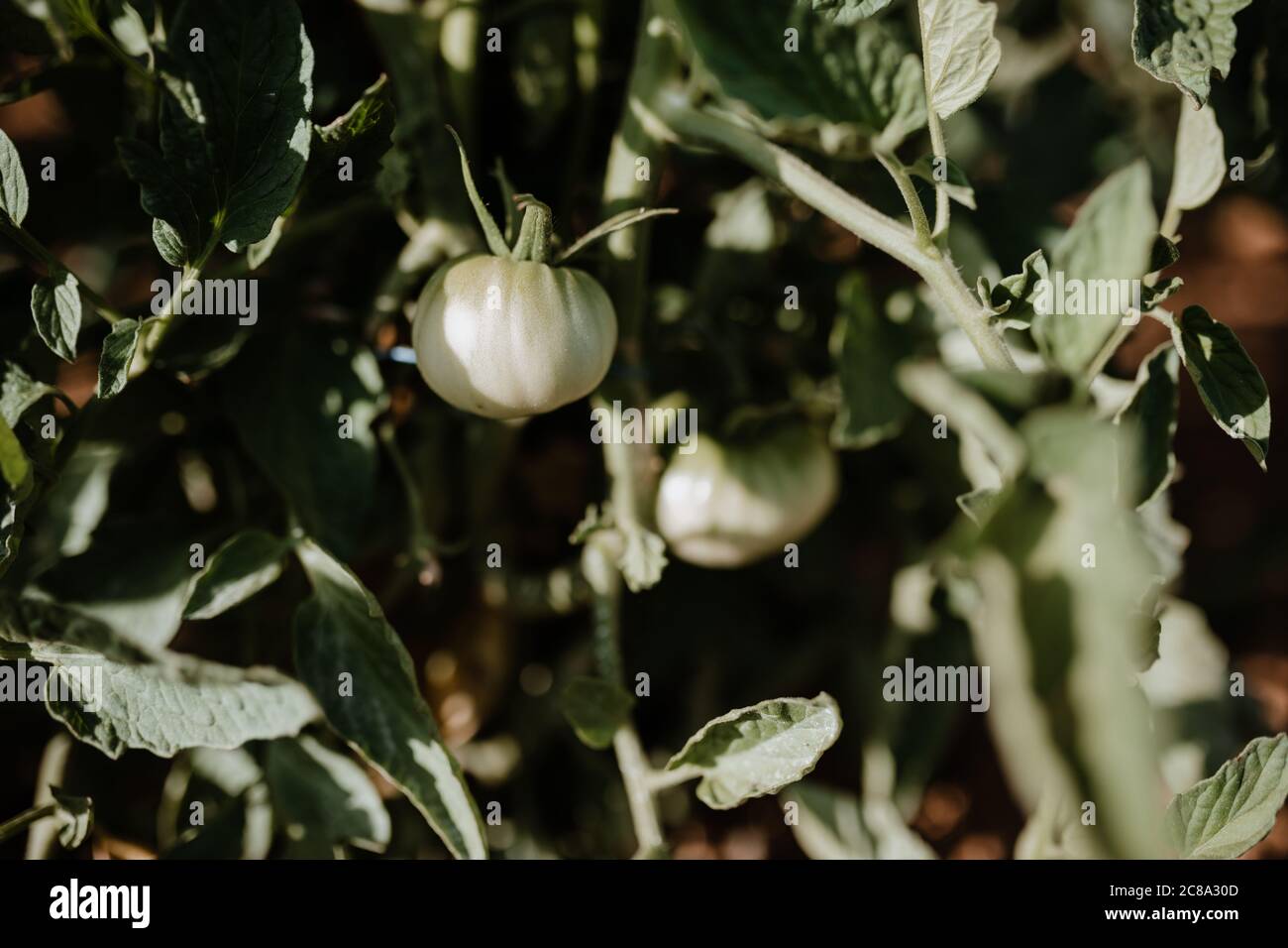 Photo session of a farmer growing organic food in her garden Stock ...
