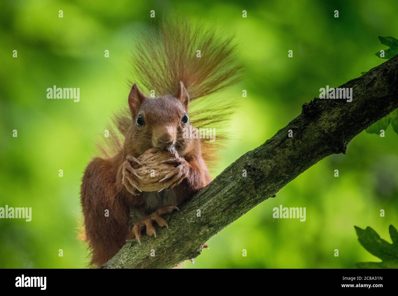 Squirrel with a walnut hi-res stock photography and images - Alamy