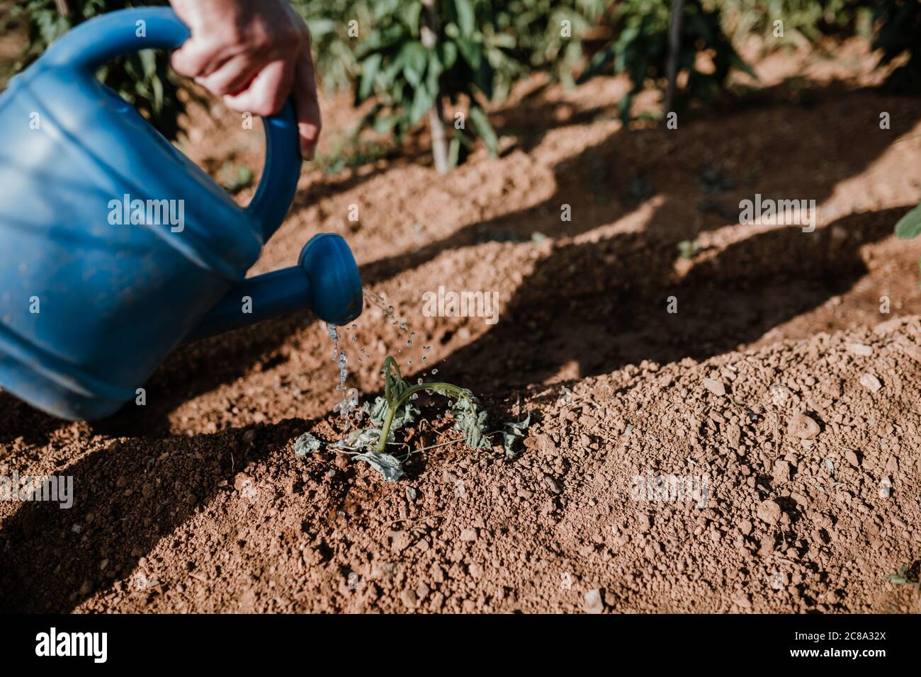 Photo session of a farmer growing organic food in her garden Stock ...