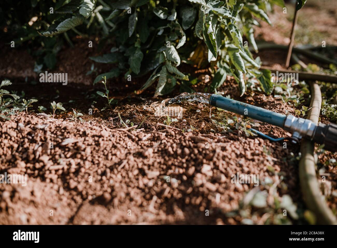 Photo session of a farmer growing organic food in her garden Stock ...