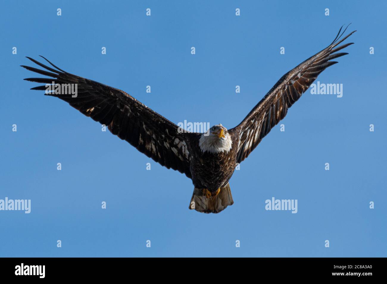 Adult Bald Eagle (Haliaeetus leucocephalus) in Flight Stock Photo - Alamy