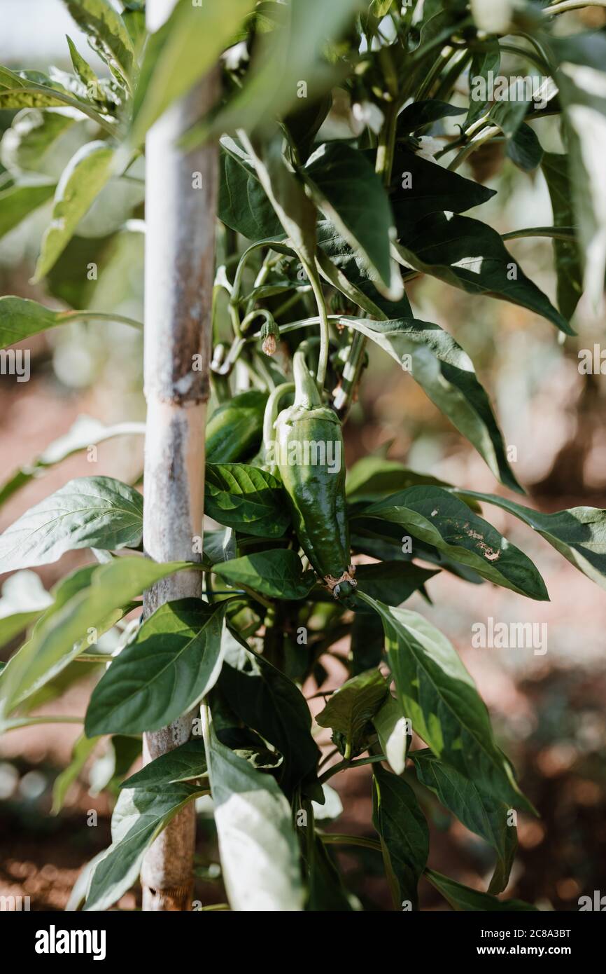 Photo session of a farmer growing organic food in her garden Stock ...