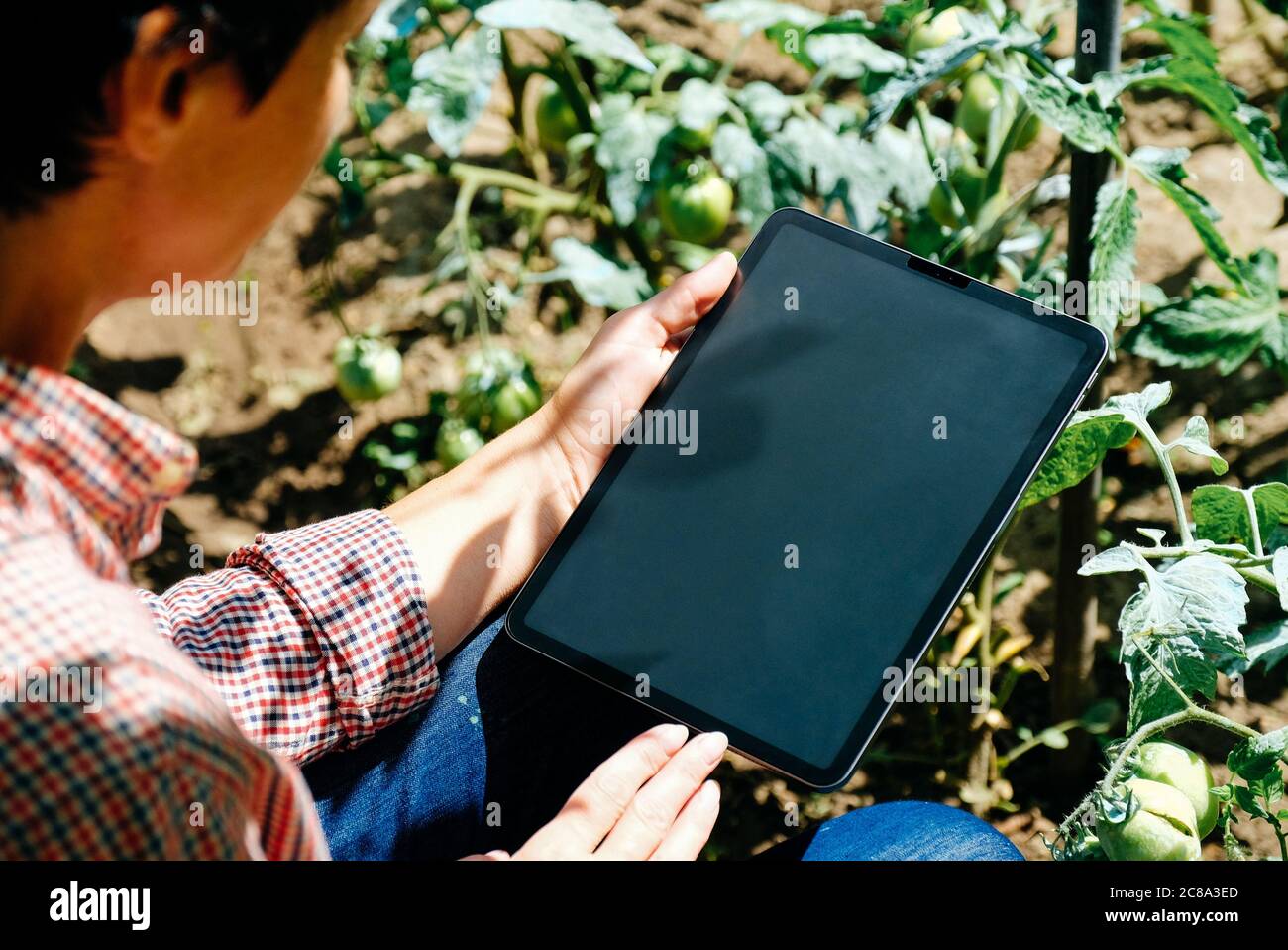 Farmer using digital tablet computer in greenhouse with tomatoes plants ...