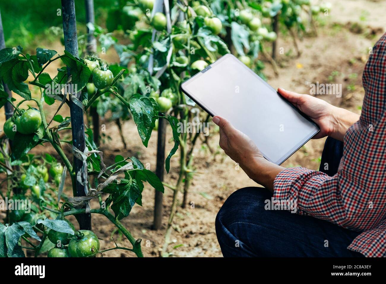 Farmer using digital tablet in the cultivation of tomato. Modern ...