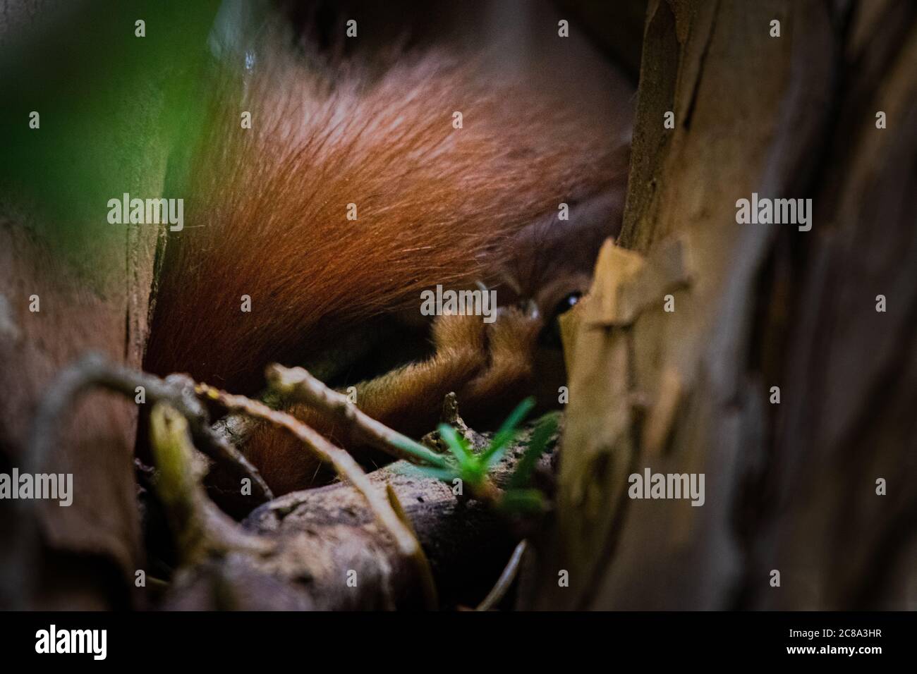 Drey squirrel hi-res stock photography and images - Alamy