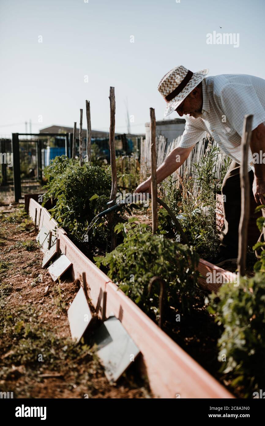 Photo session of a farmer growing organic food in her garden Stock ...