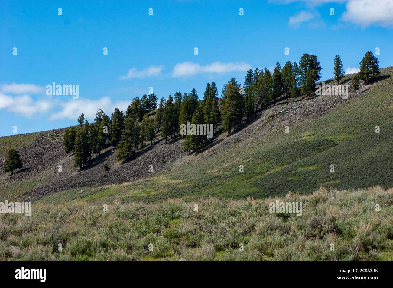 Sloping Hillside of Trees Stock Photo - Alamy