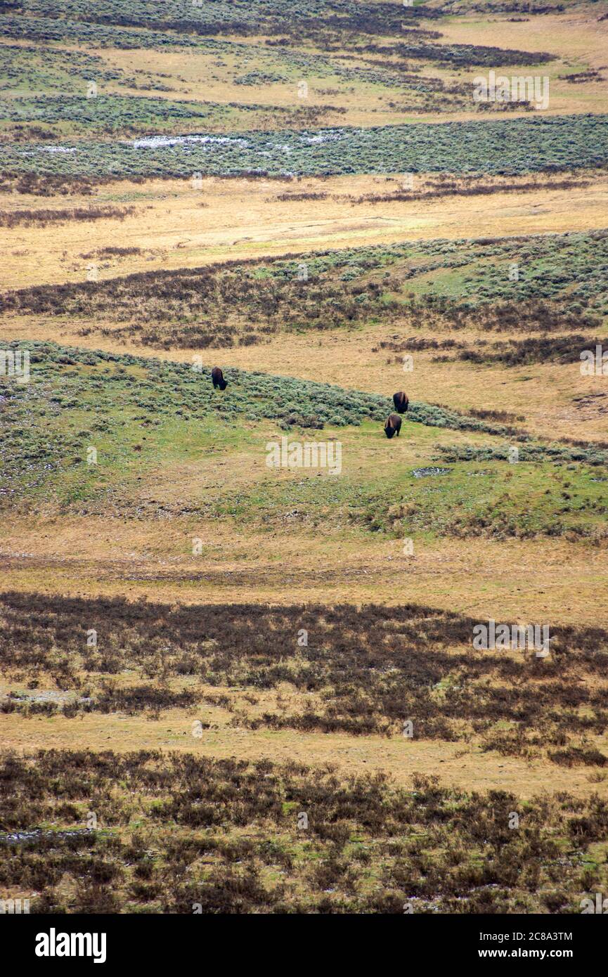 Three bison hi-res stock photography and images - Alamy