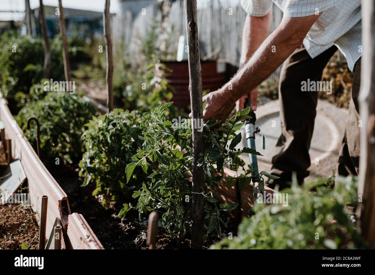 Photo session of a farmer growing organic food in her garden Stock ...