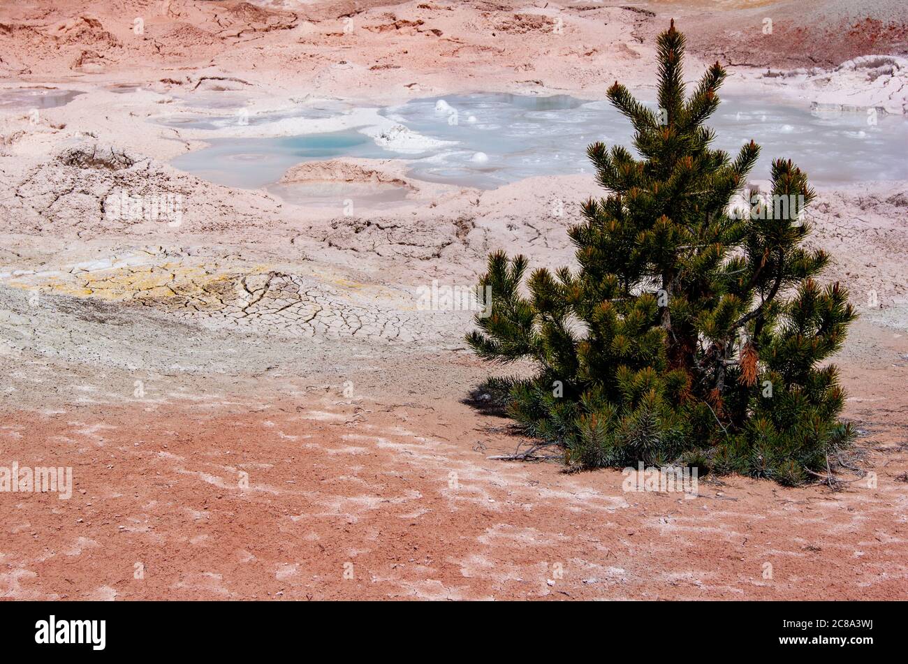 Fir Tree in the Dry Mud Stock Photo - Alamy