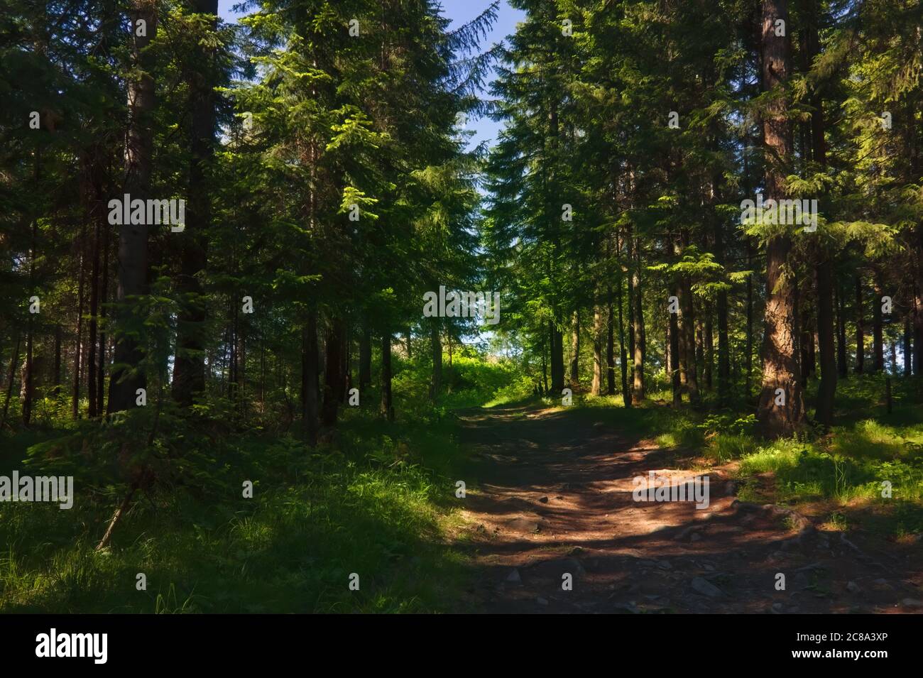 Forest closeup, beautiful summer landscape, sunlight shines through ...
