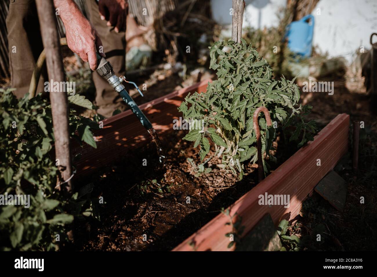 Photo session of a farmer growing organic food in her garden Stock ...