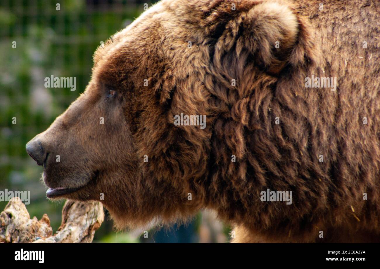 Big Grizzly Bear head Stock Photo - Alamy