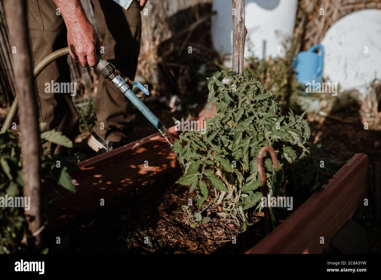 Photo session of a farmer growing organic food in her garden Stock ...