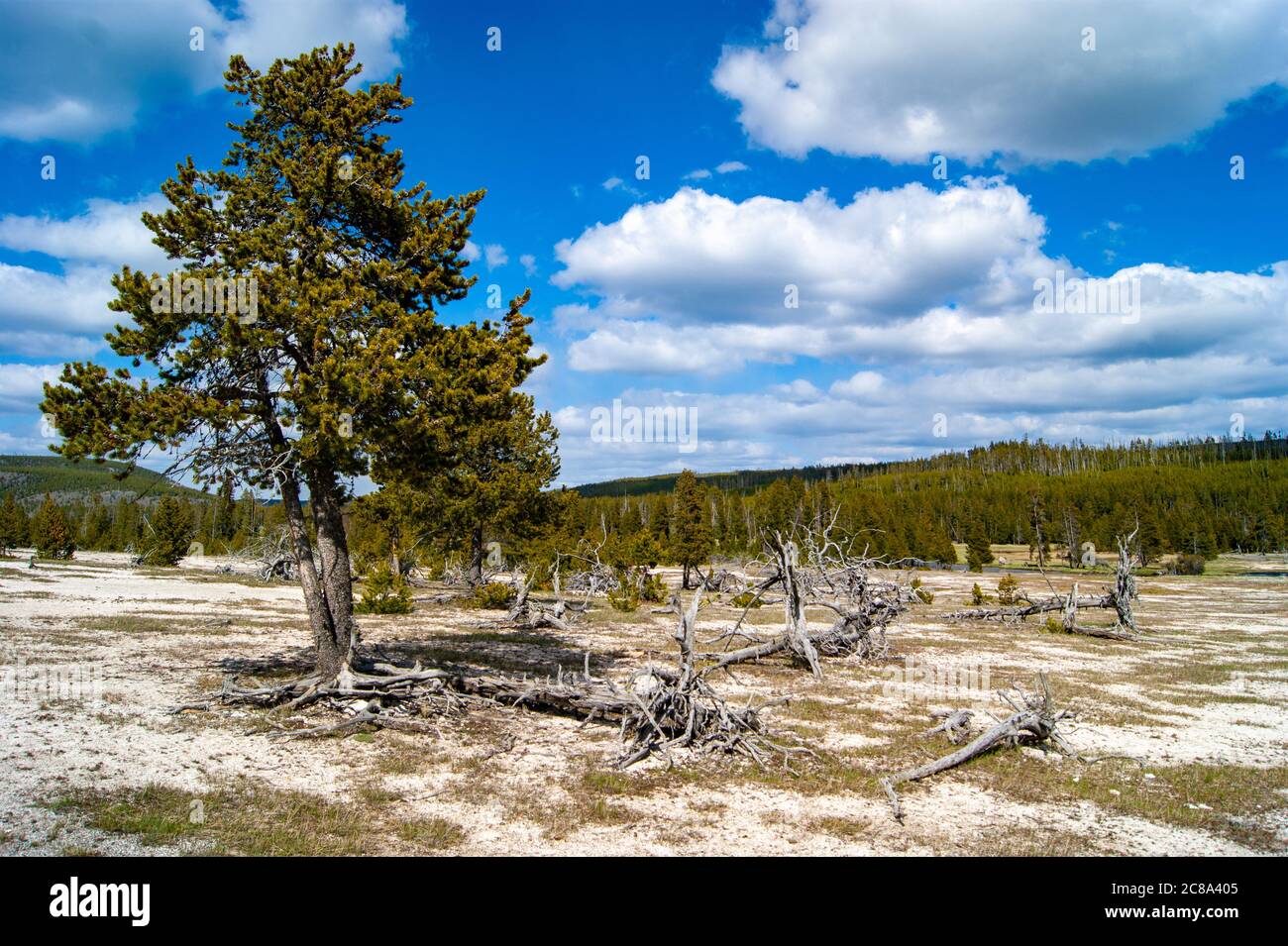 Tree branches springs hi-res stock photography and images - Alamy