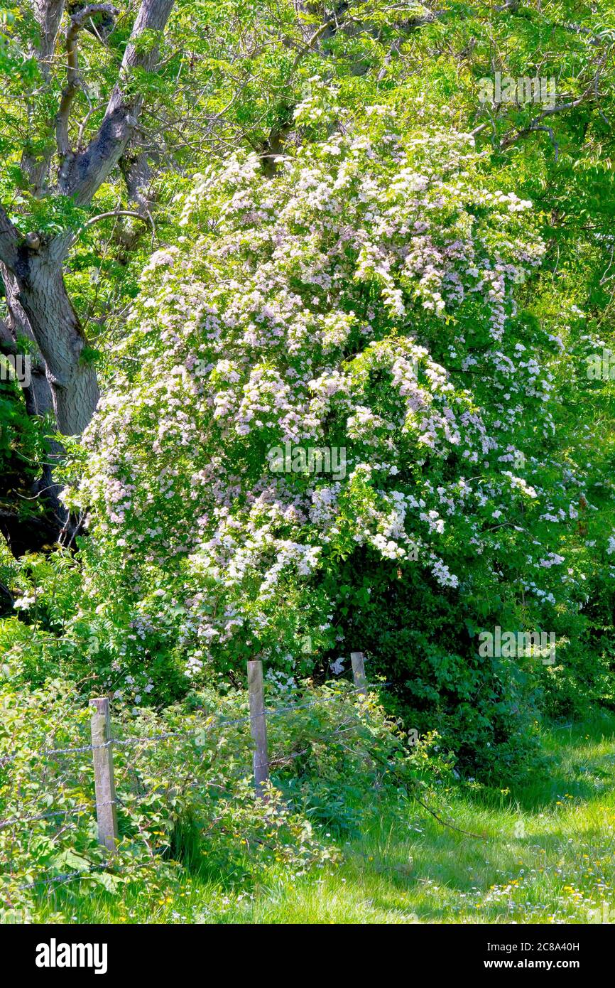 Crataegus Monogyna Tree