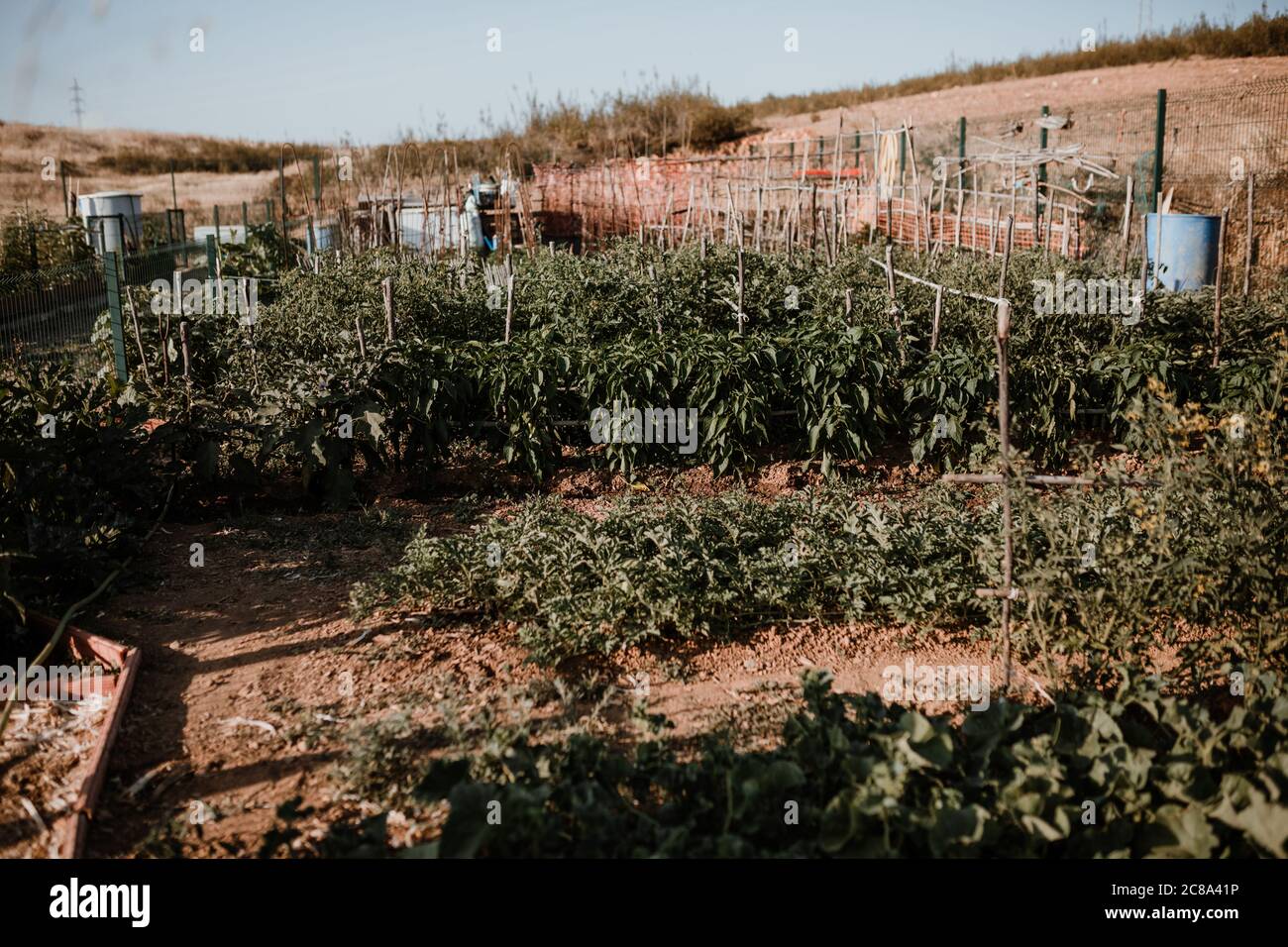 Photo session of a farmer growing organic food in her garden Stock ...