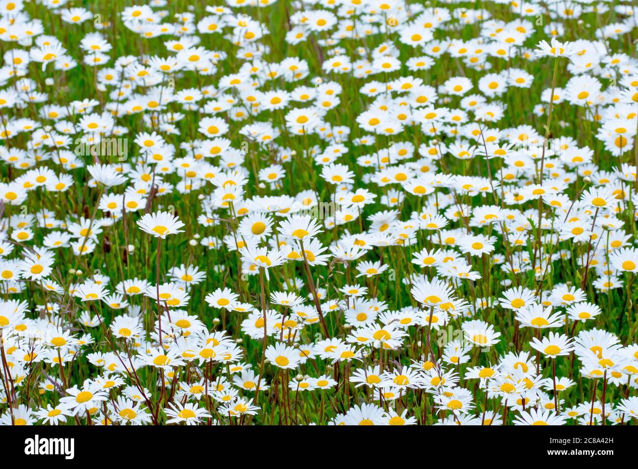 Multitude of flowers hi-res stock photography and images - Alamy