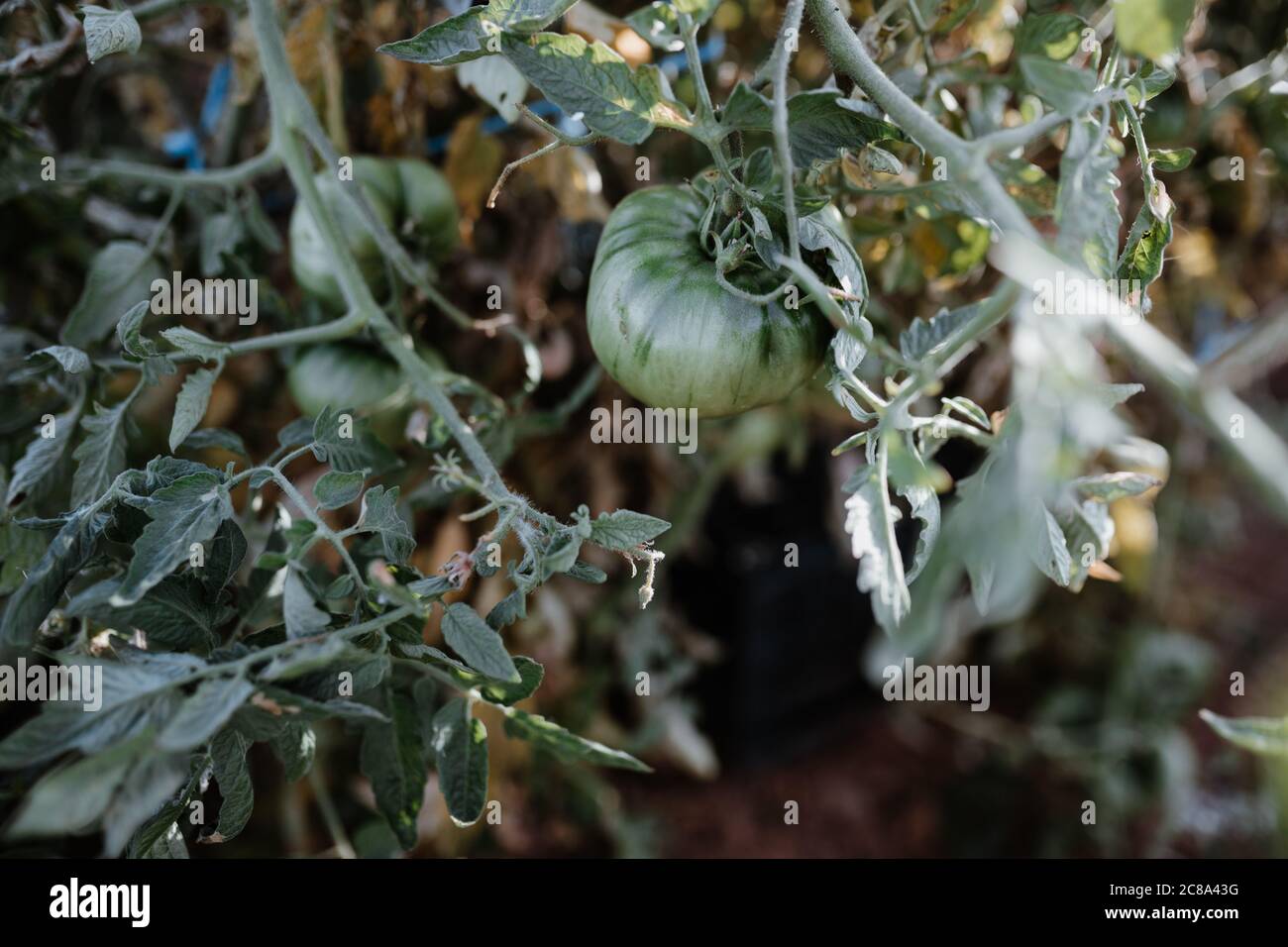 Photo session of a farmer growing organic food in her garden Stock ...
