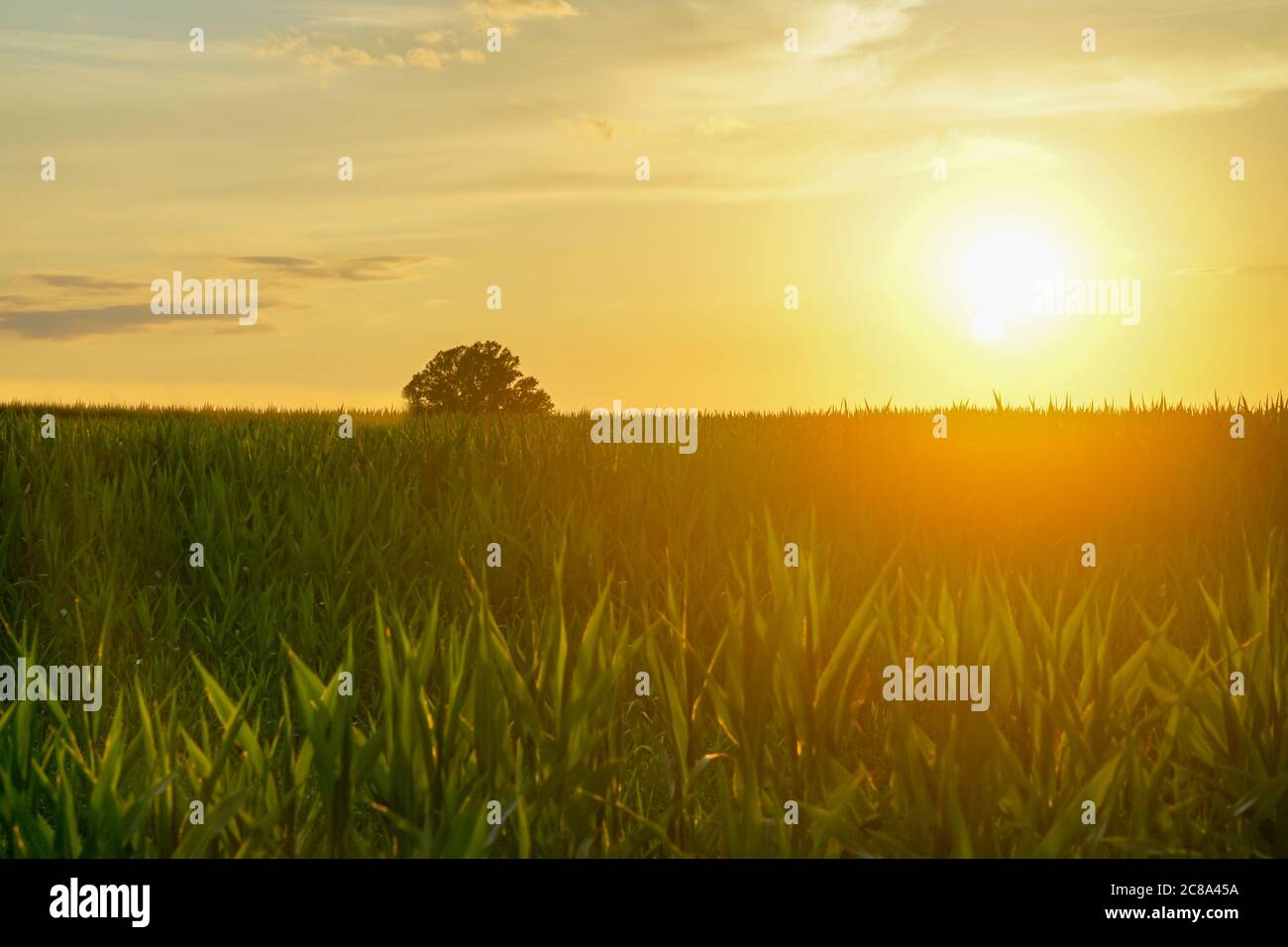 landscape, the sun at sunset illuminates the grass with yellow rays ...