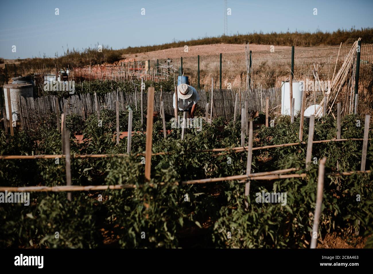 Photo session of a farmer growing organic food in her garden Stock ...