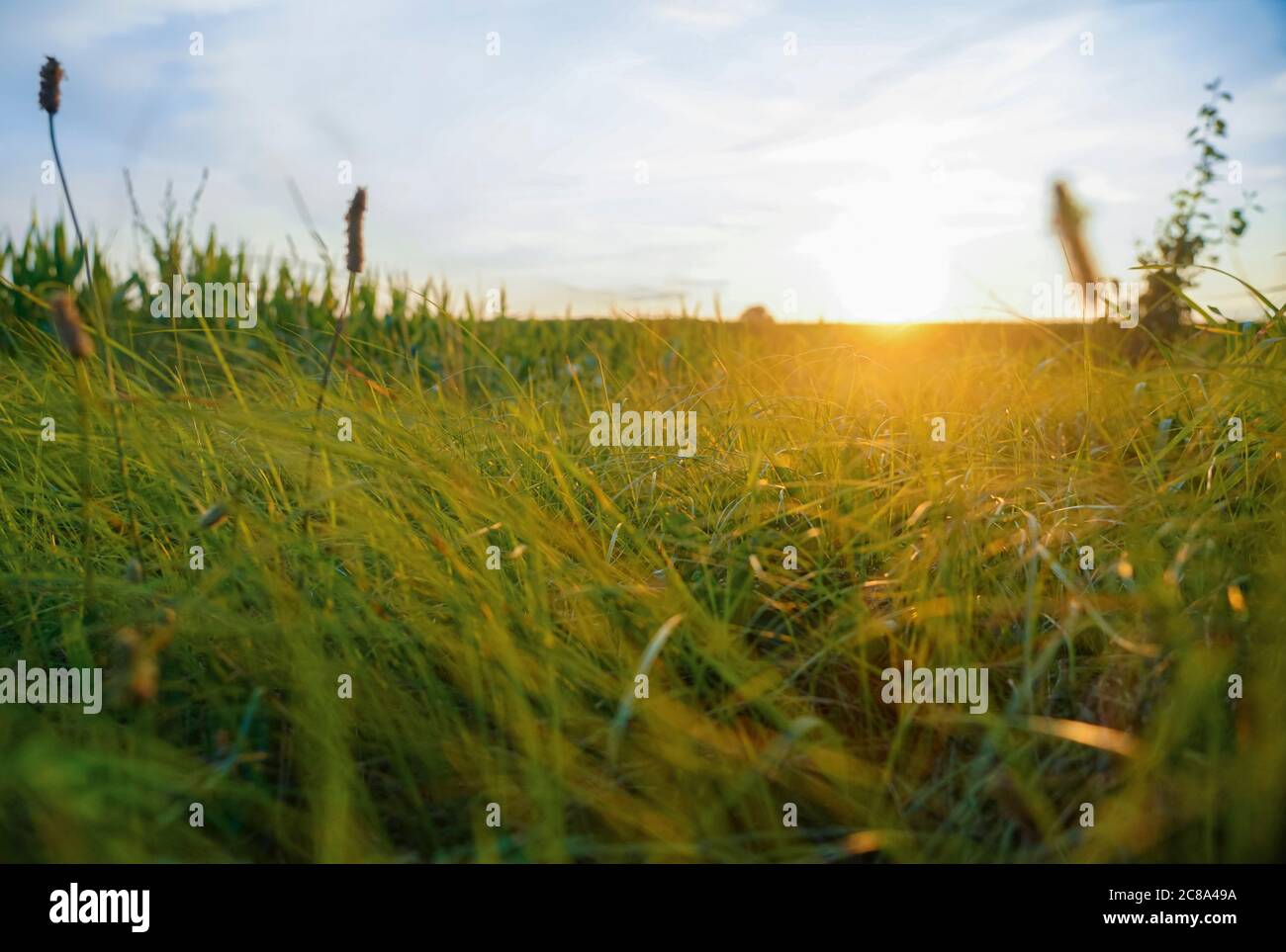 landscape, the sun at sunset illuminates the grass with yellow rays ...