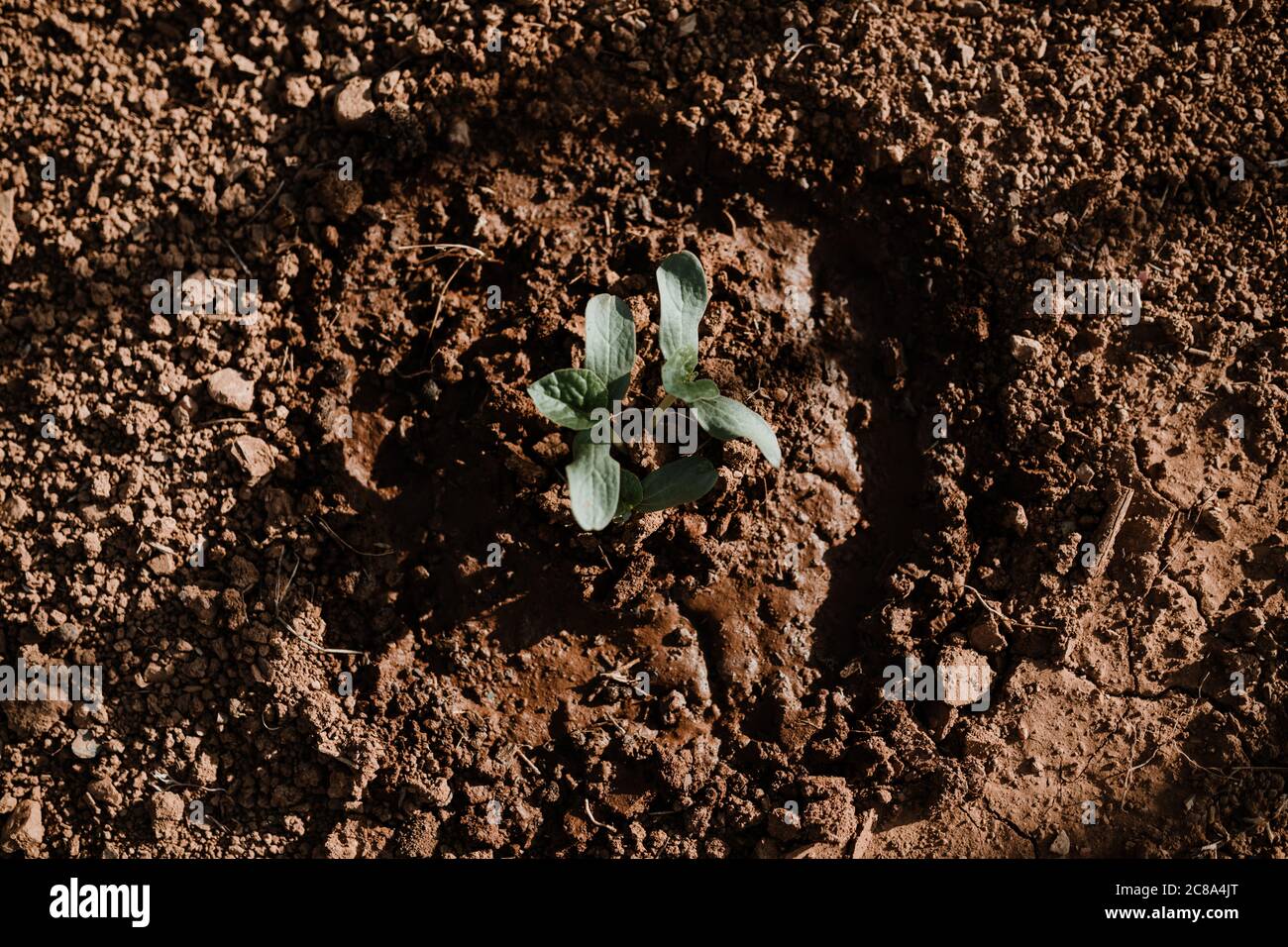 Photo session of a farmer growing organic food in her garden Stock ...