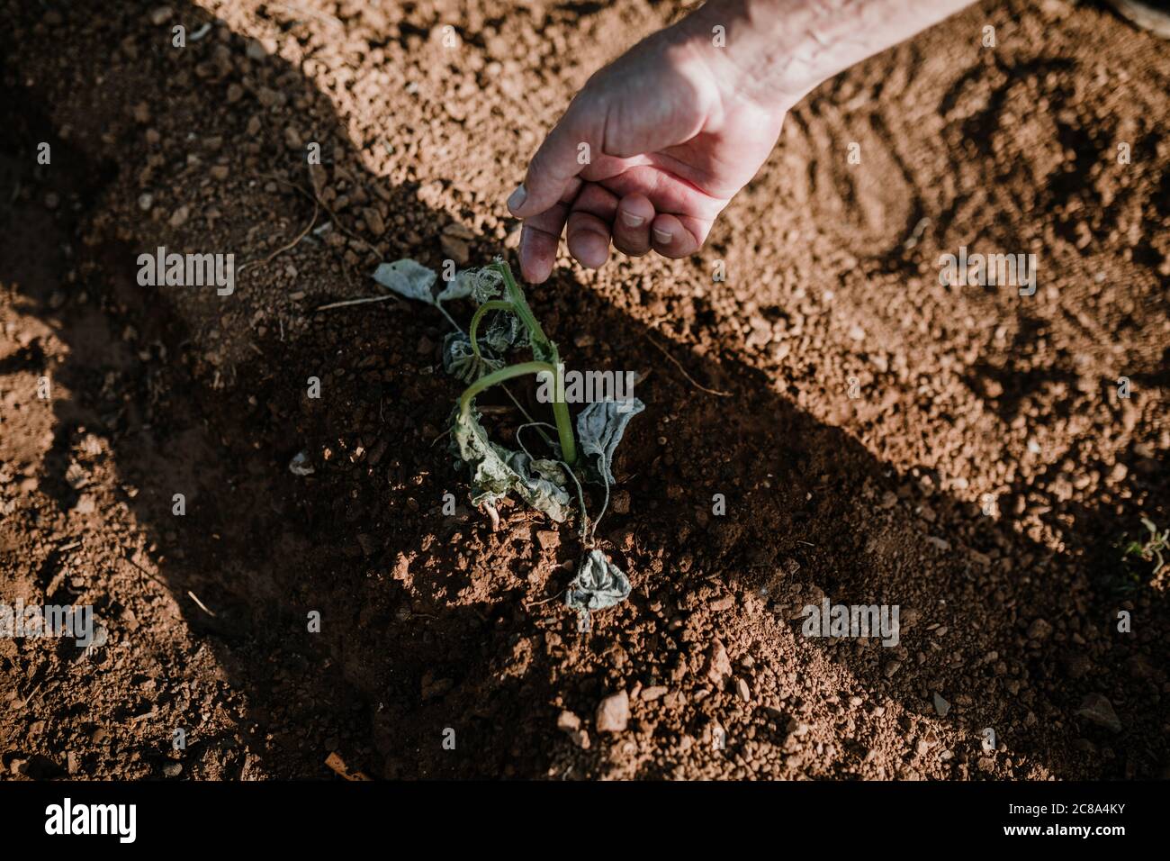 Photo session of a farmer growing organic food in her garden Stock ...