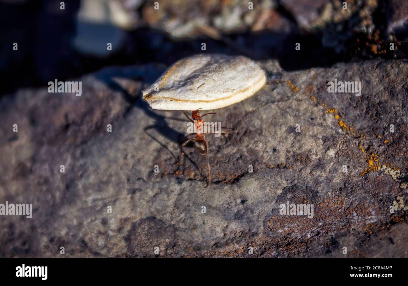 Working big red ant in anthill Macro with shallow dof Stock Photo - Alamy