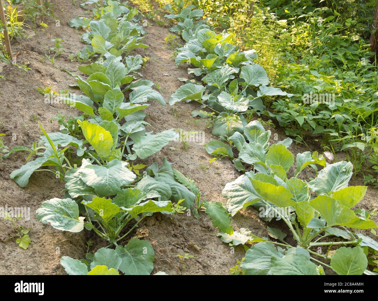 Plant ground cabbage hi-res stock photography and images - Alamy