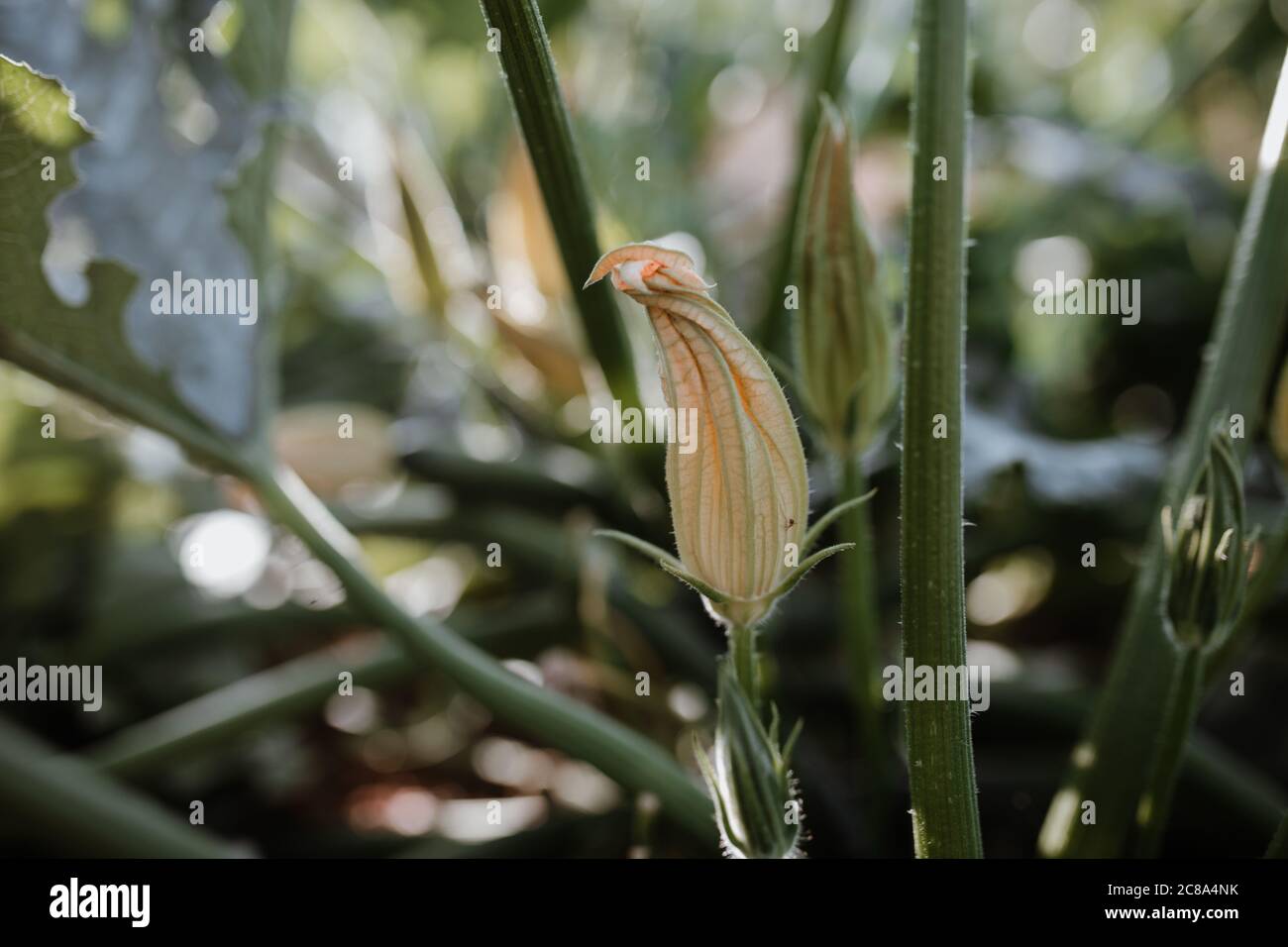 Photo session of a farmer growing organic food in her garden Stock ...