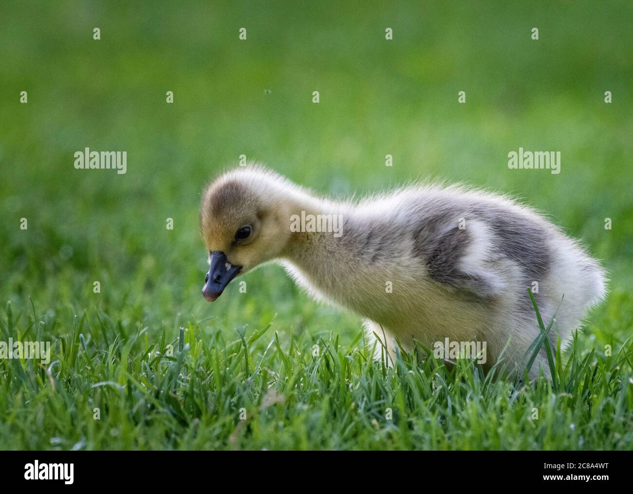 Baby goose hi-res stock photography and images - Alamy