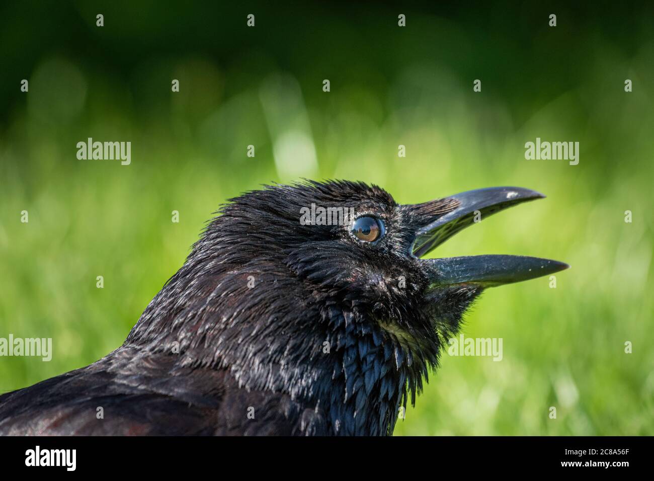 Raven crowing hi-res stock photography and images - Alamy